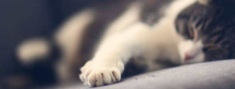 Dégriffage des chats - Clinique vétérinaire Ève Woods-Lavoie